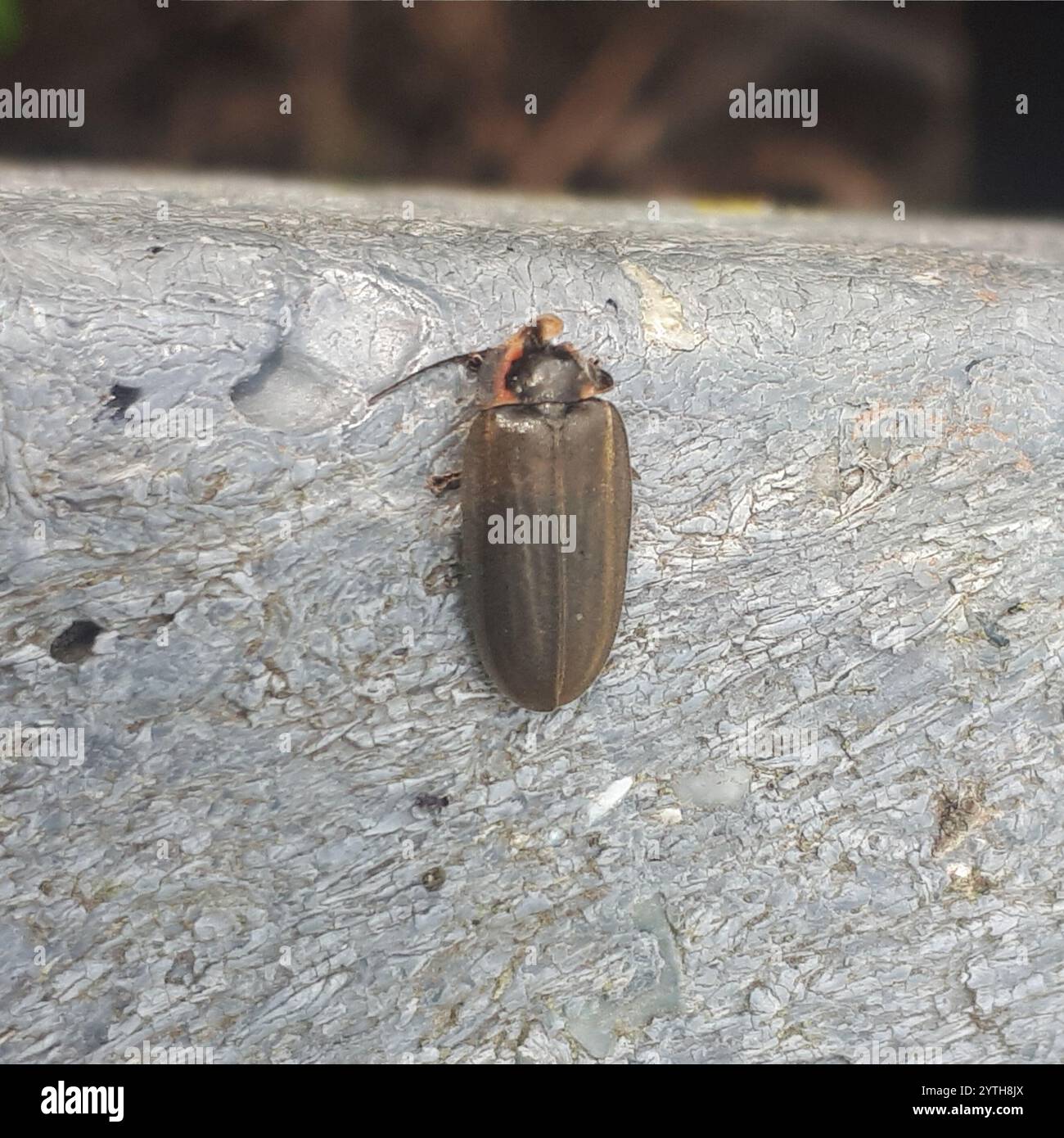 Winter Firefly (Ellychnia corrusca Stock Photo - Alamy