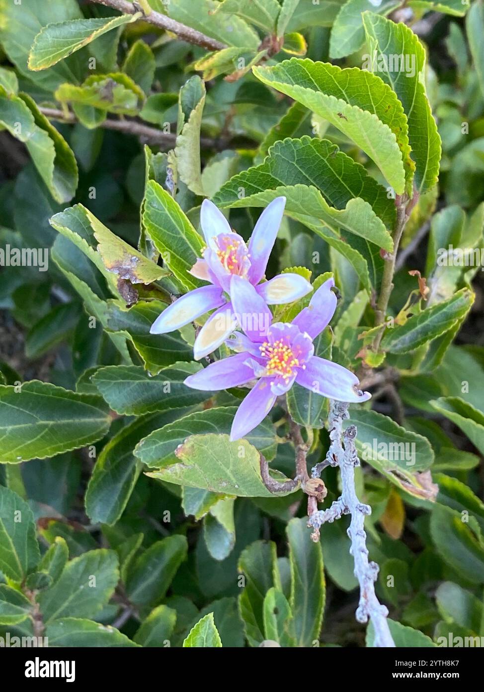 Grewia occidentalis hi-res stock photography and images - Alamy