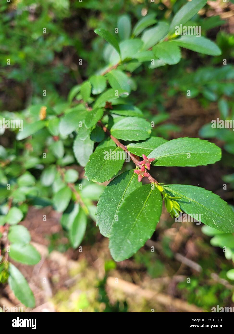 Oregon Boxwood (Paxistima myrsinites Stock Photo - Alamy