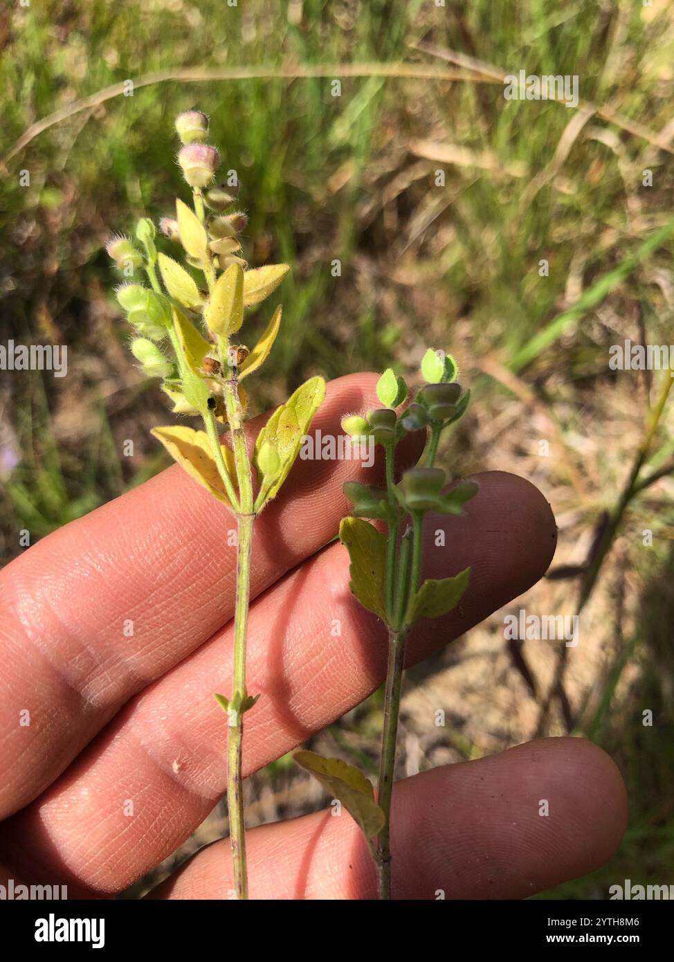 Scutellaria parvula hi-res stock photography and images - Alamy