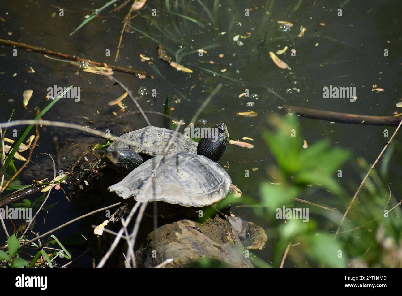 Northern Map Turtle (Graptemys geographica Stock Photo - Alamy