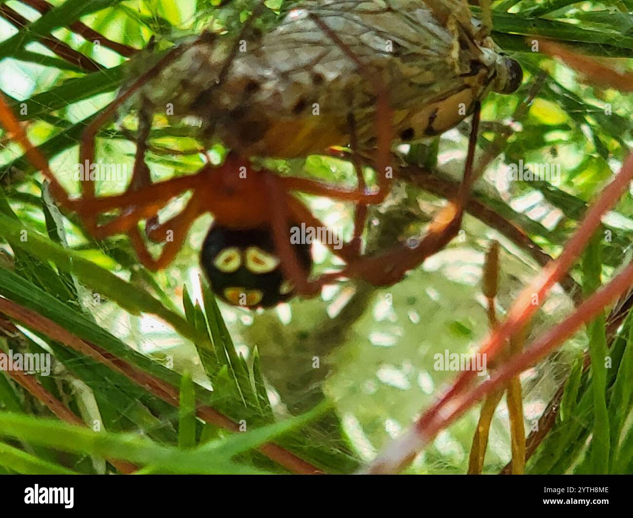 Red Widow (Latrodectus bishopi Stock Photo - Alamy