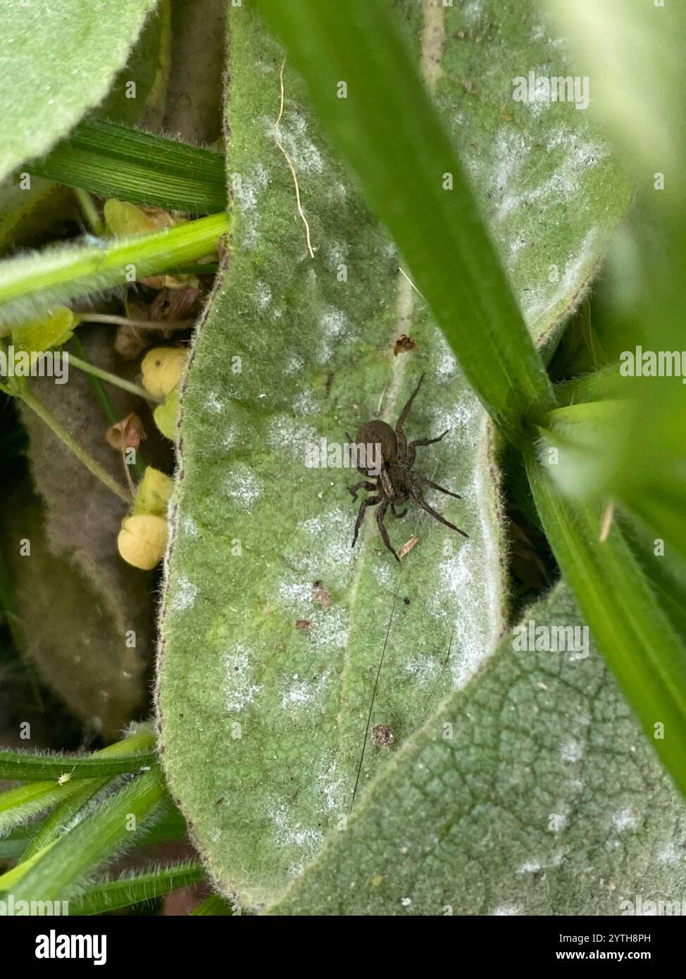 Common Fox Spider (Alopecosa pulverulenta Stock Photo - Alamy