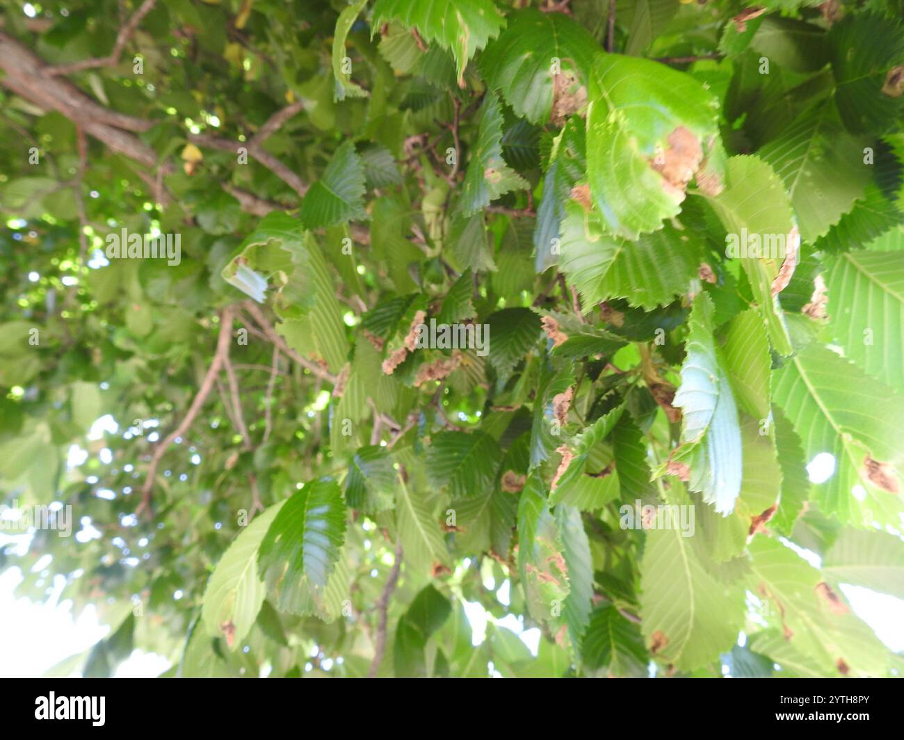 Orchestes hi-res stock photography and images - Alamy