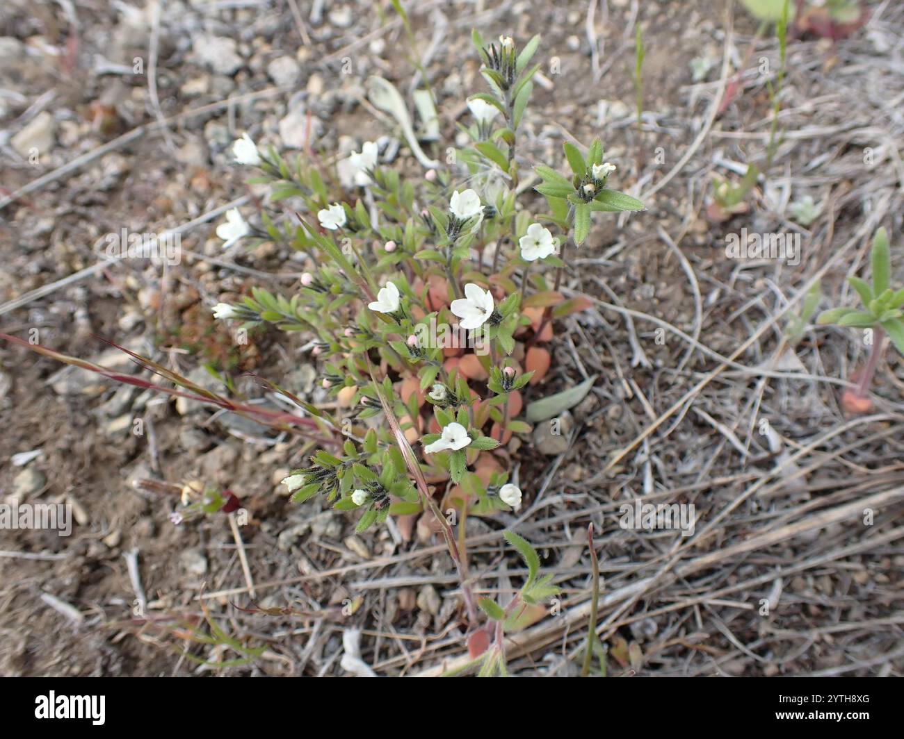 corn gromwell (Buglossoides arvensis Stock Photo - Alamy