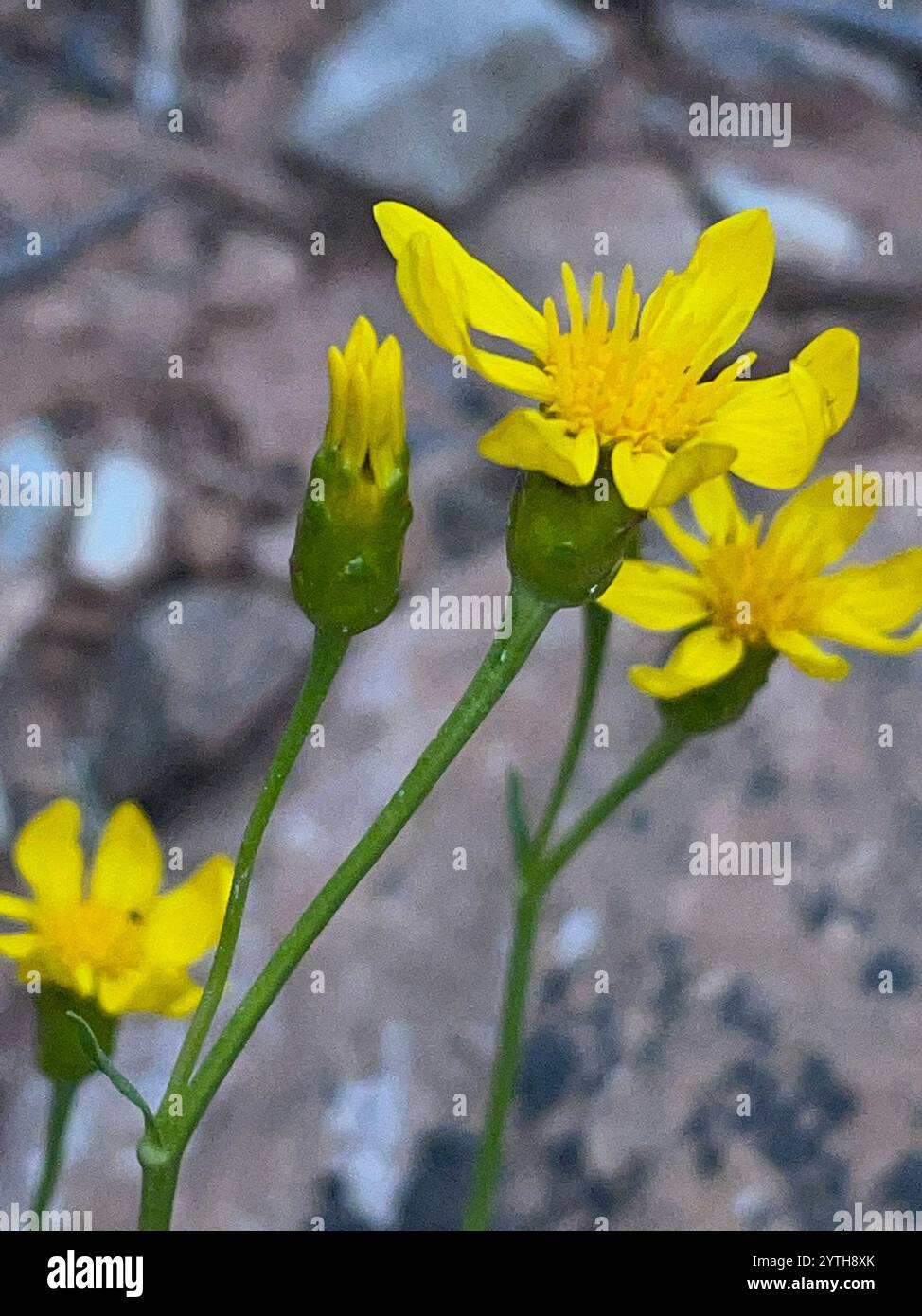 Thrift Mock Goldenweed (Stenotus armerioides Stock Photo - Alamy