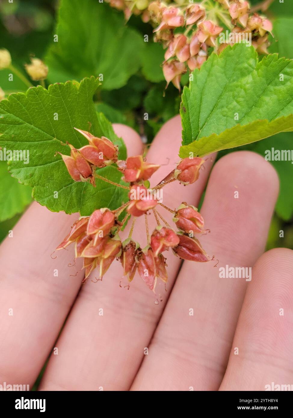 common ninebark (Physocarpus opulifolius Stock Photo - Alamy