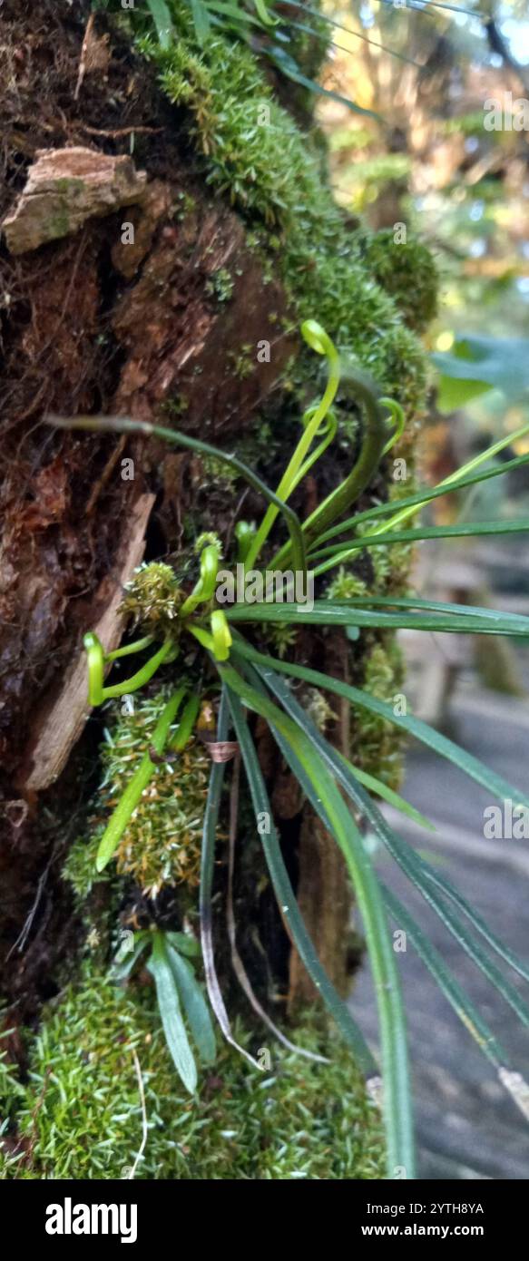 Shoestring Fern (Vittaria lineata Stock Photo - Alamy