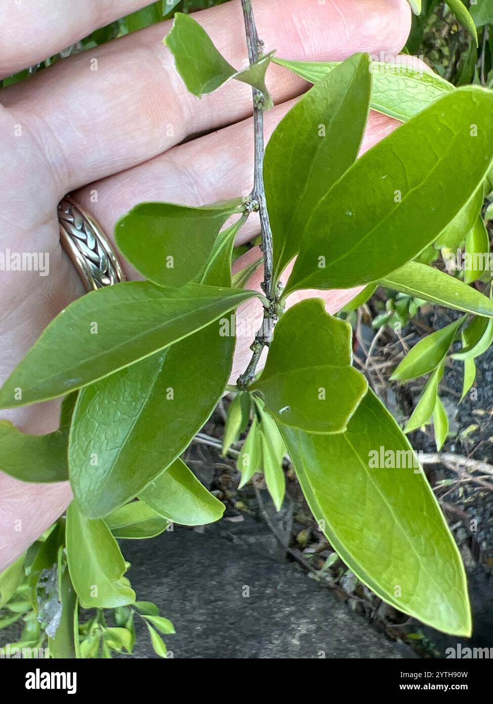 Florida Boxwood (Schaefferia frutescens Stock Photo - Alamy