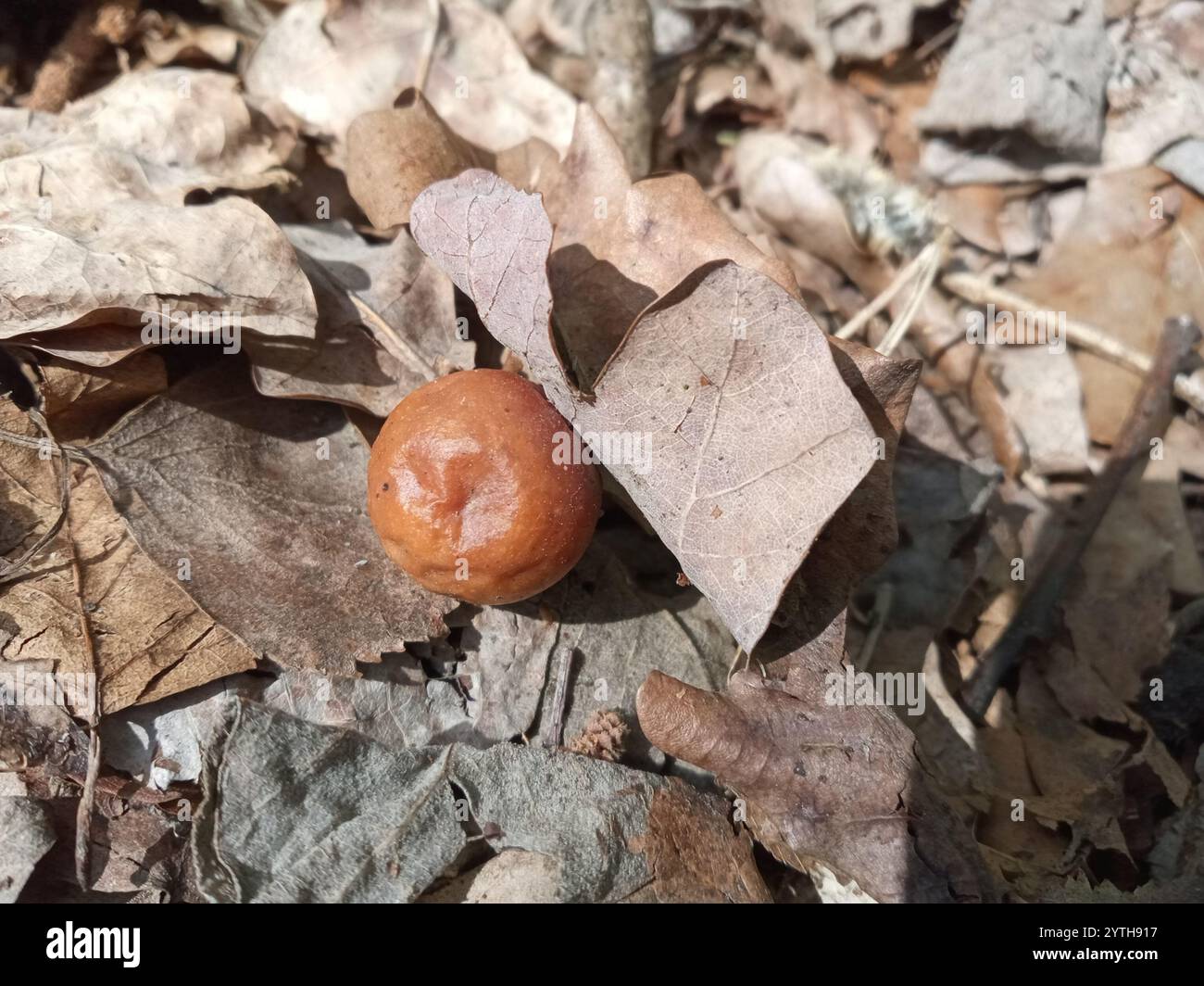 Cherry Gall Wasp (Cynips quercusfolii Stock Photo - Alamy