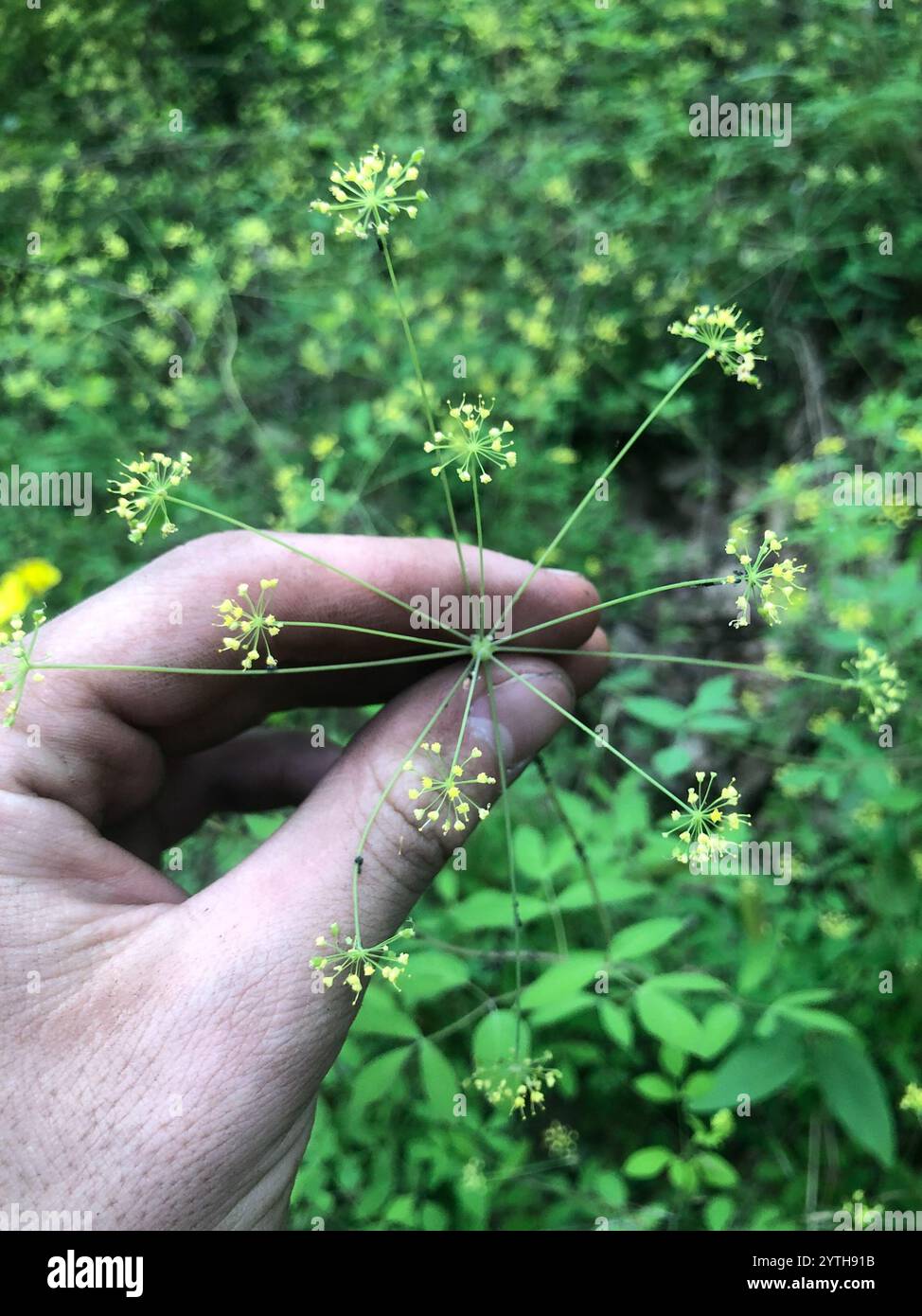 yellow pimpernel (Taenidia integerrima Stock Photo - Alamy