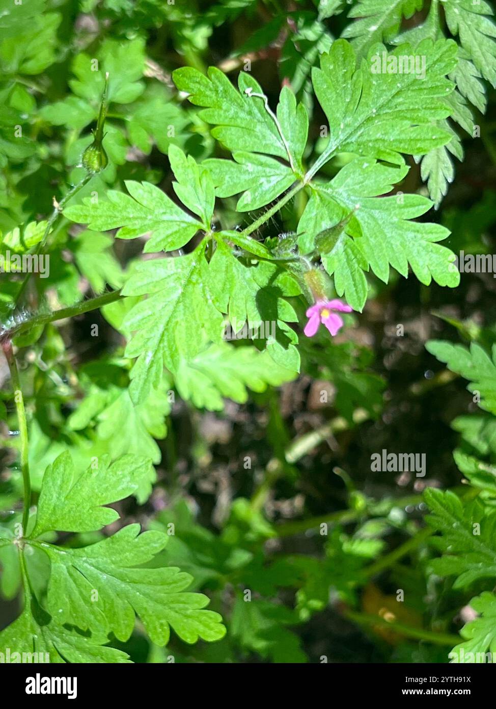 Little-Robin (Geranium purpureum Stock Photo - Alamy