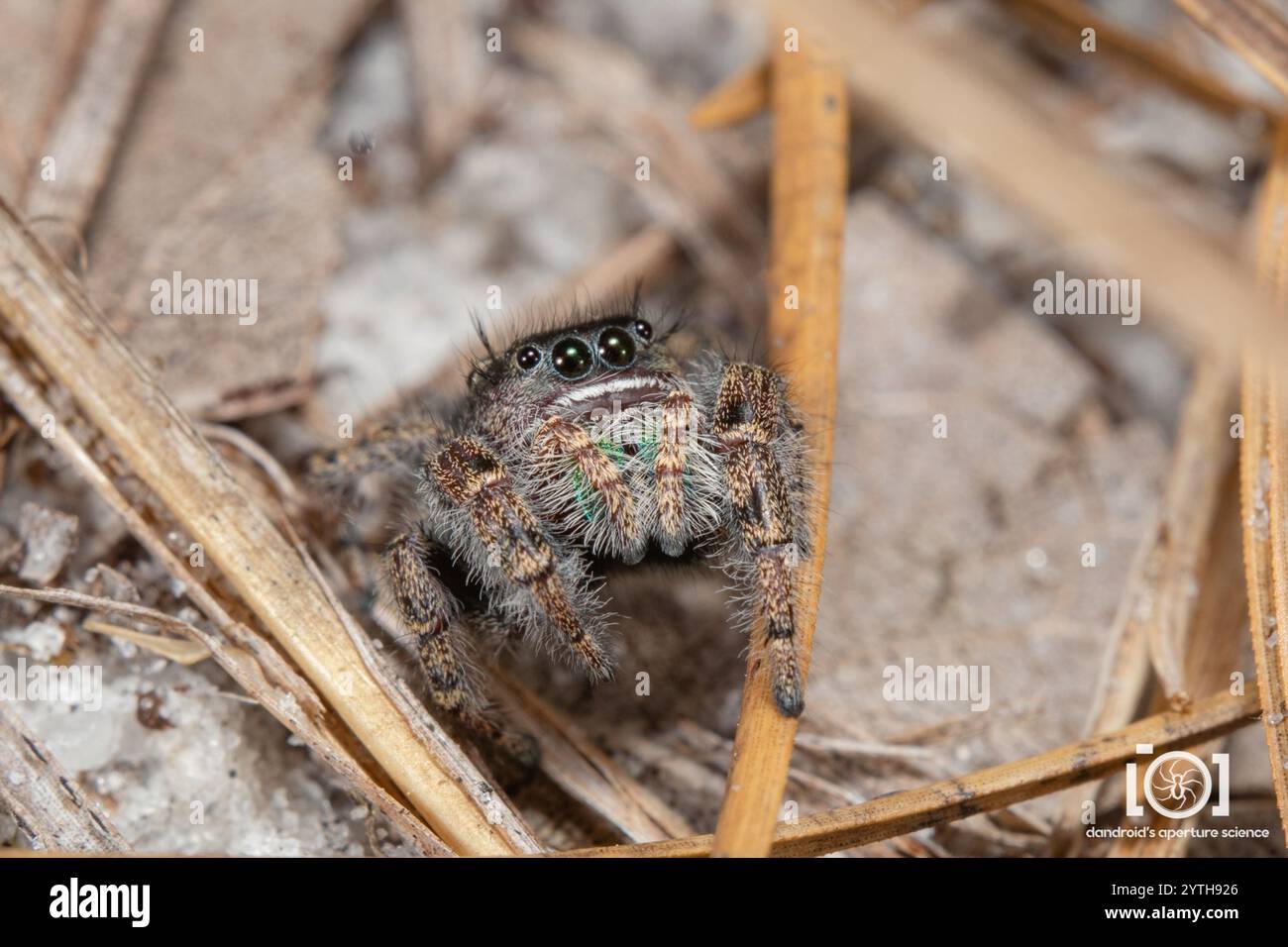 Marbled Purple Jumping Spider (Phidippus purpuratus Stock Photo - Alamy