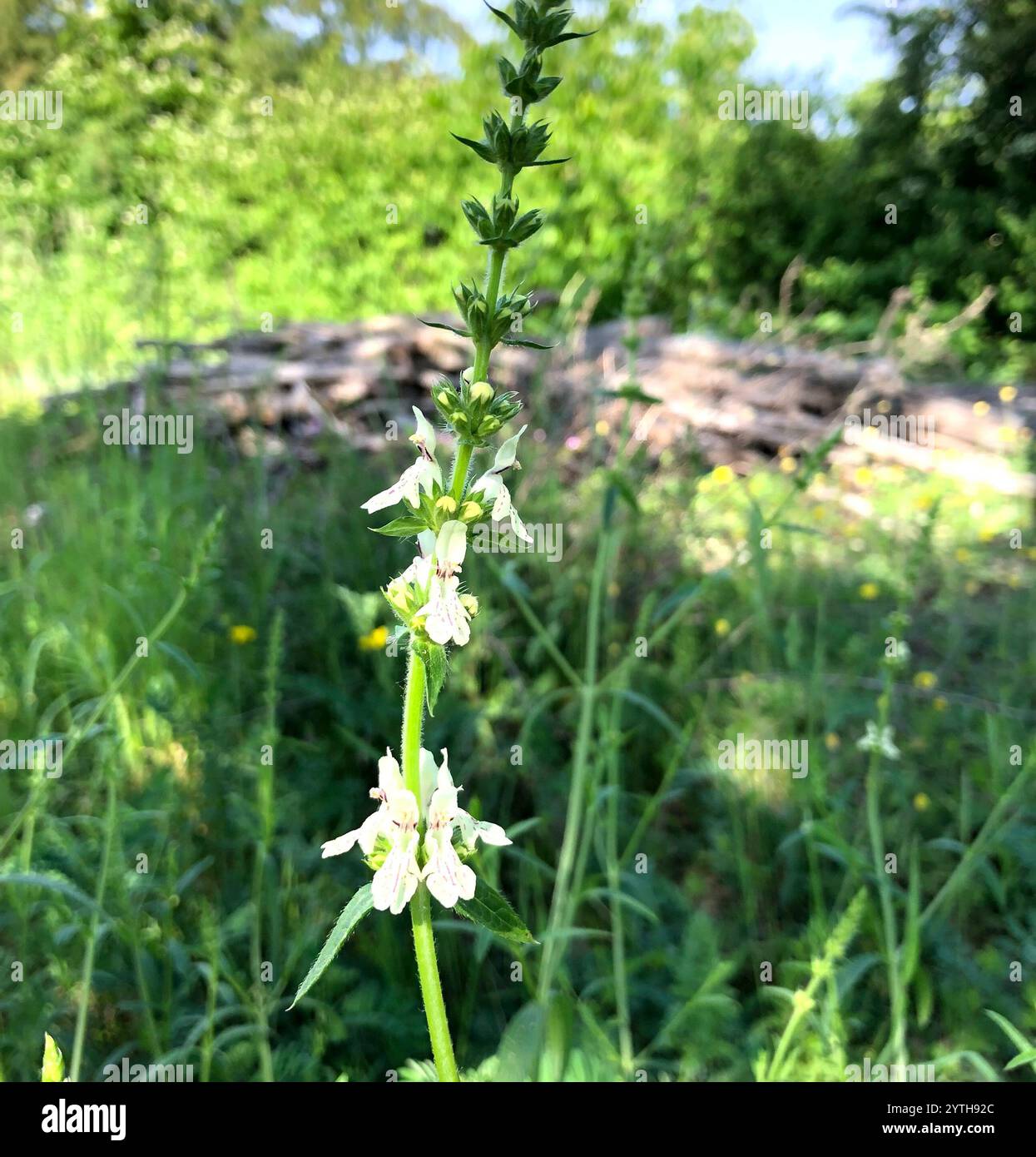 Perennial Yellow-woundwort (Stachys recta Stock Photo - Alamy