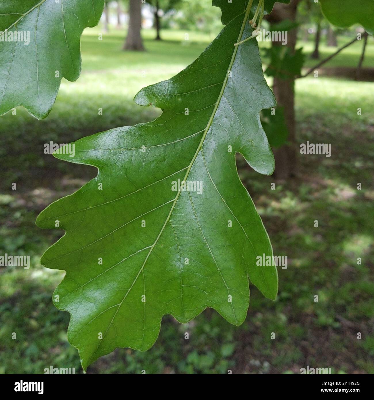 swamp white oak (Quercus bicolor Stock Photo - Alamy