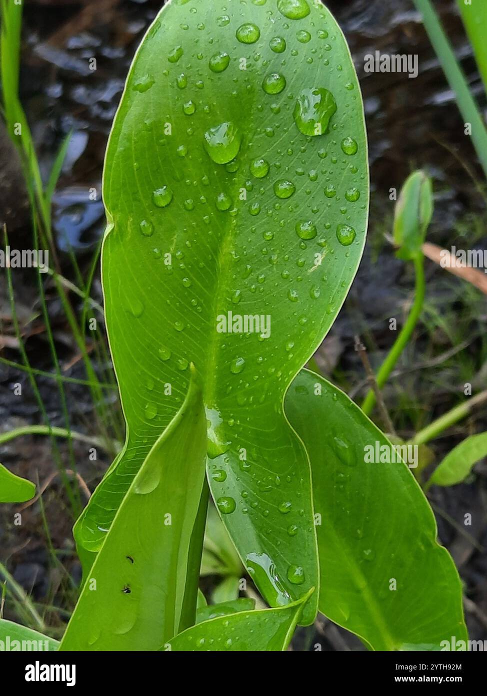 Green Arrow Arum (Peltandra virginica Stock Photo - Alamy