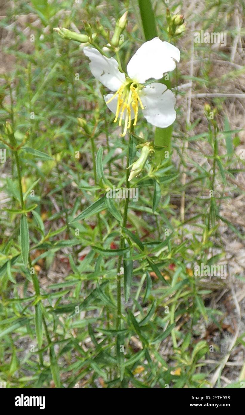 Maryland meadowbeauty (Rhexia mariana Stock Photo - Alamy