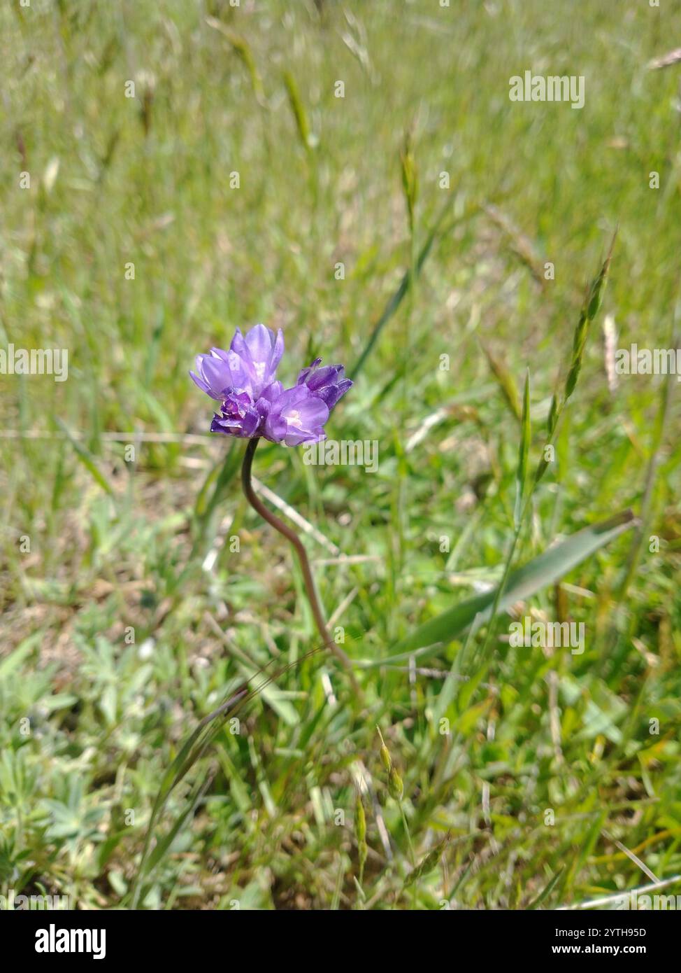 Dipterostemon hi-res stock photography and images - Alamy