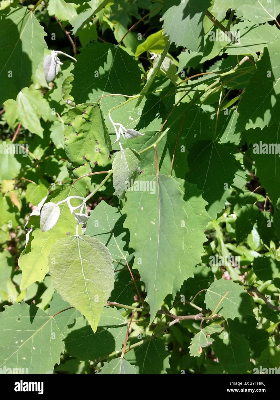 bigtooth aspen (Populus grandidentata Stock Photo - Alamy