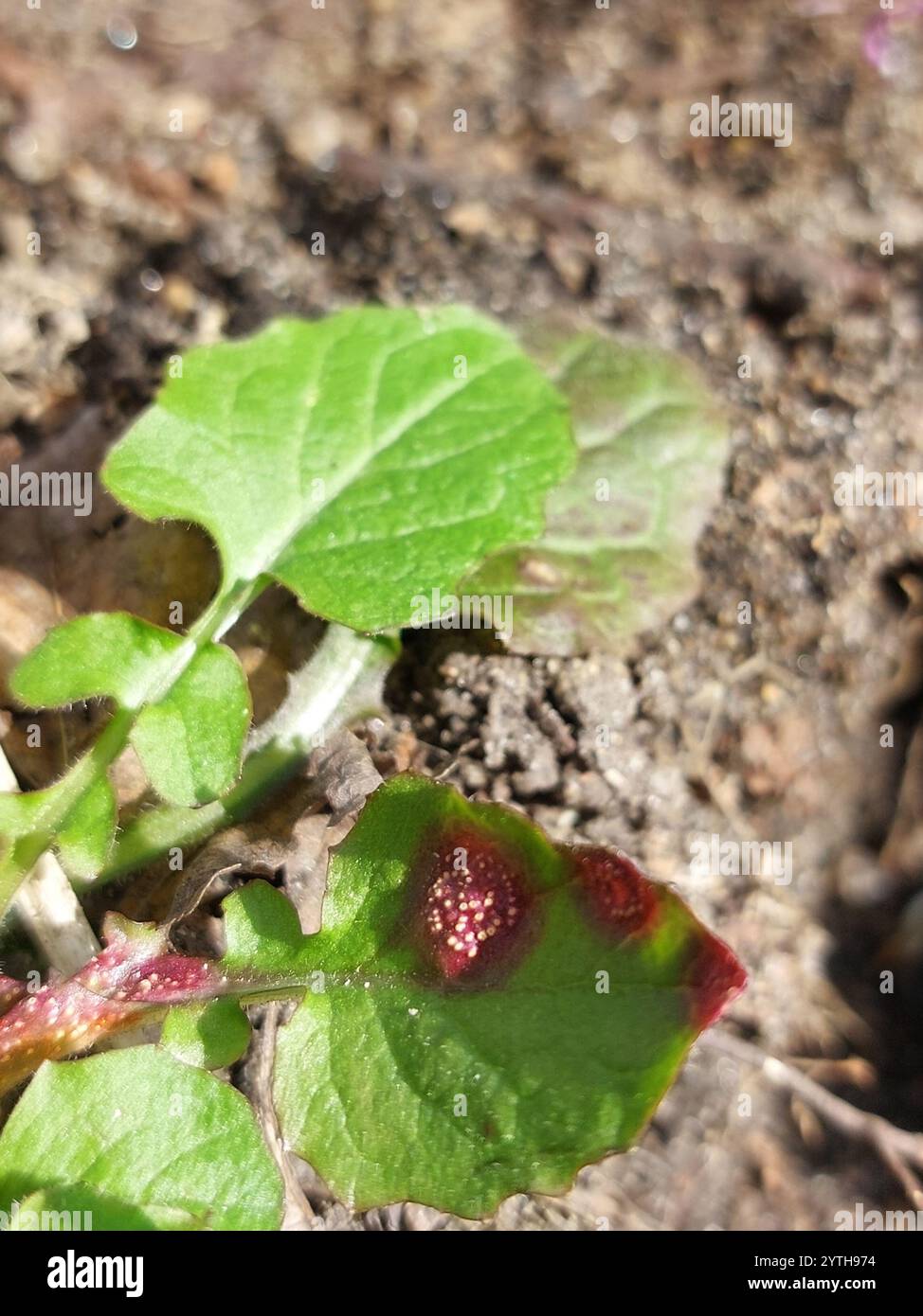 nipplewort (Lapsana communis Stock Photo - Alamy