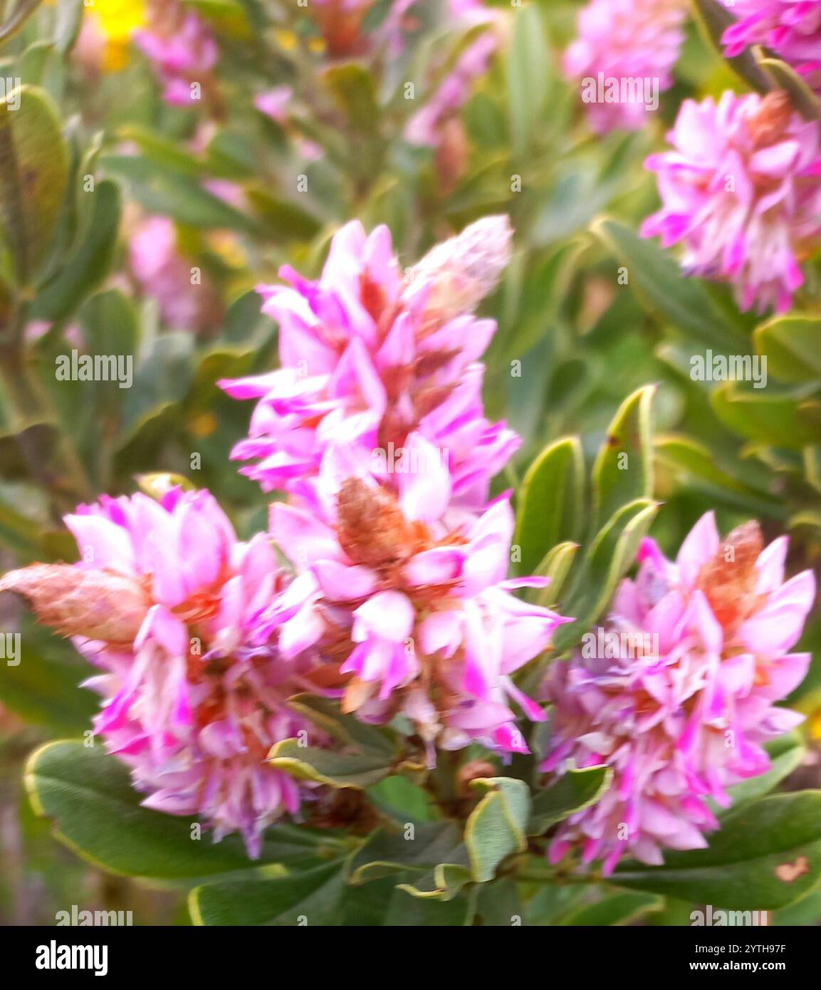 Fire Pea (Indigofera cytisoides Stock Photo - Alamy