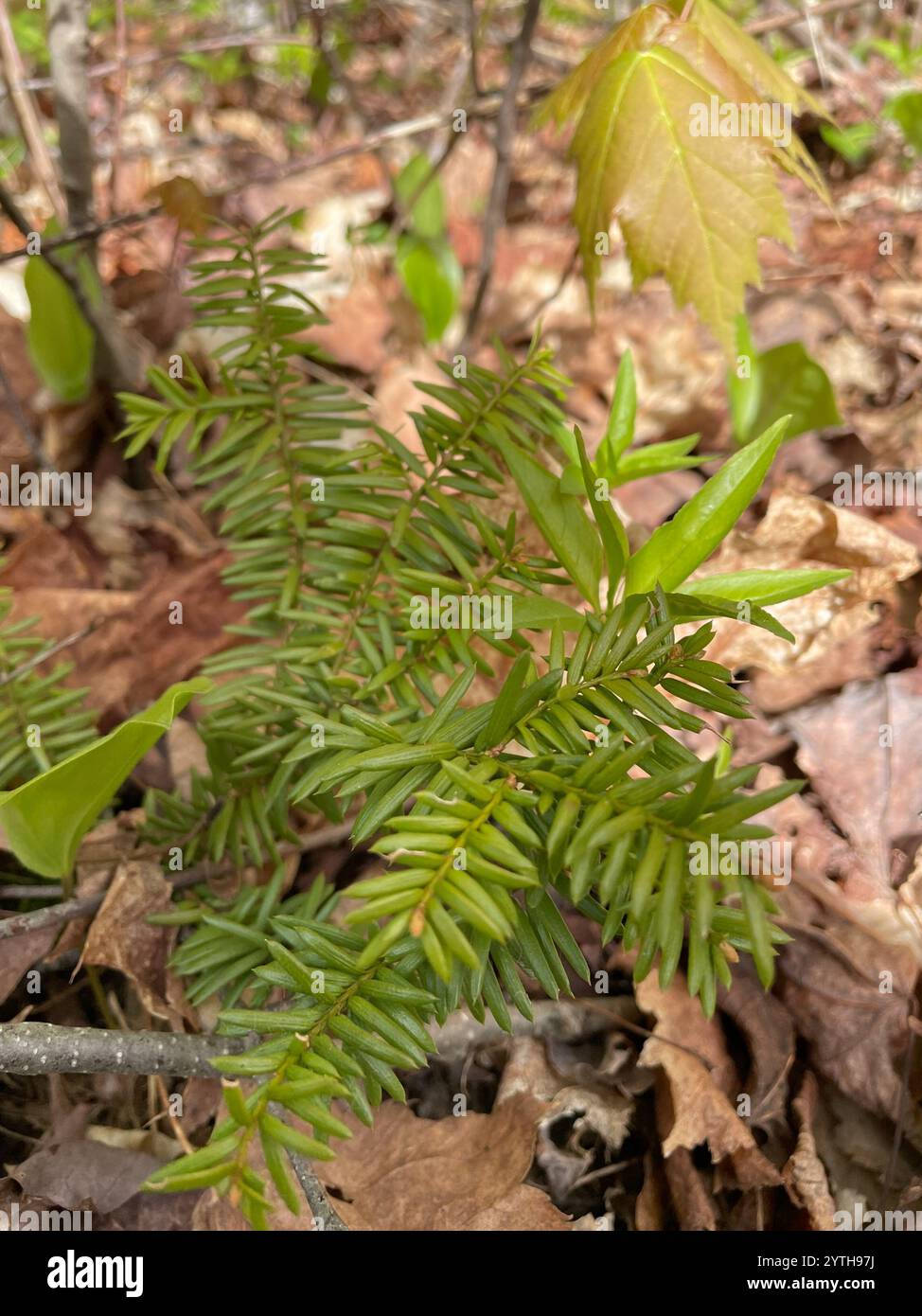Canada yew (Taxus canadensis Stock Photo - Alamy