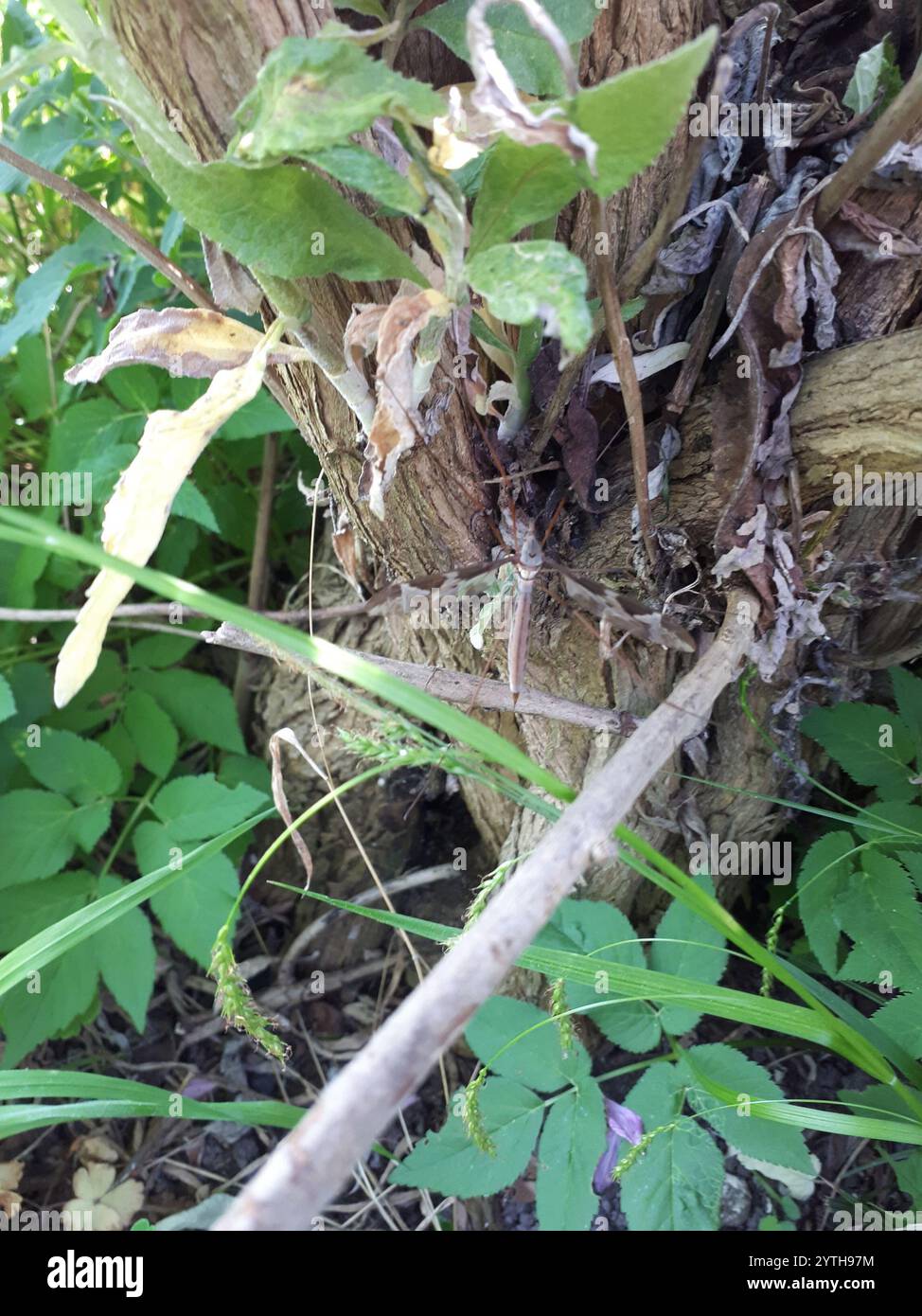 Giant cranefly (Tipula maxima Stock Photo - Alamy