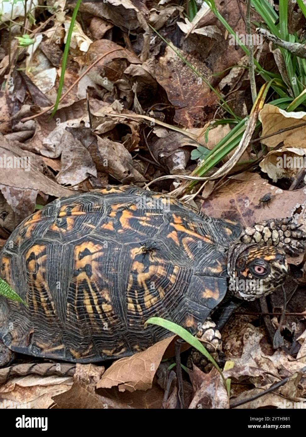 Common Box Turtle (Terrapene carolina Stock Photo - Alamy