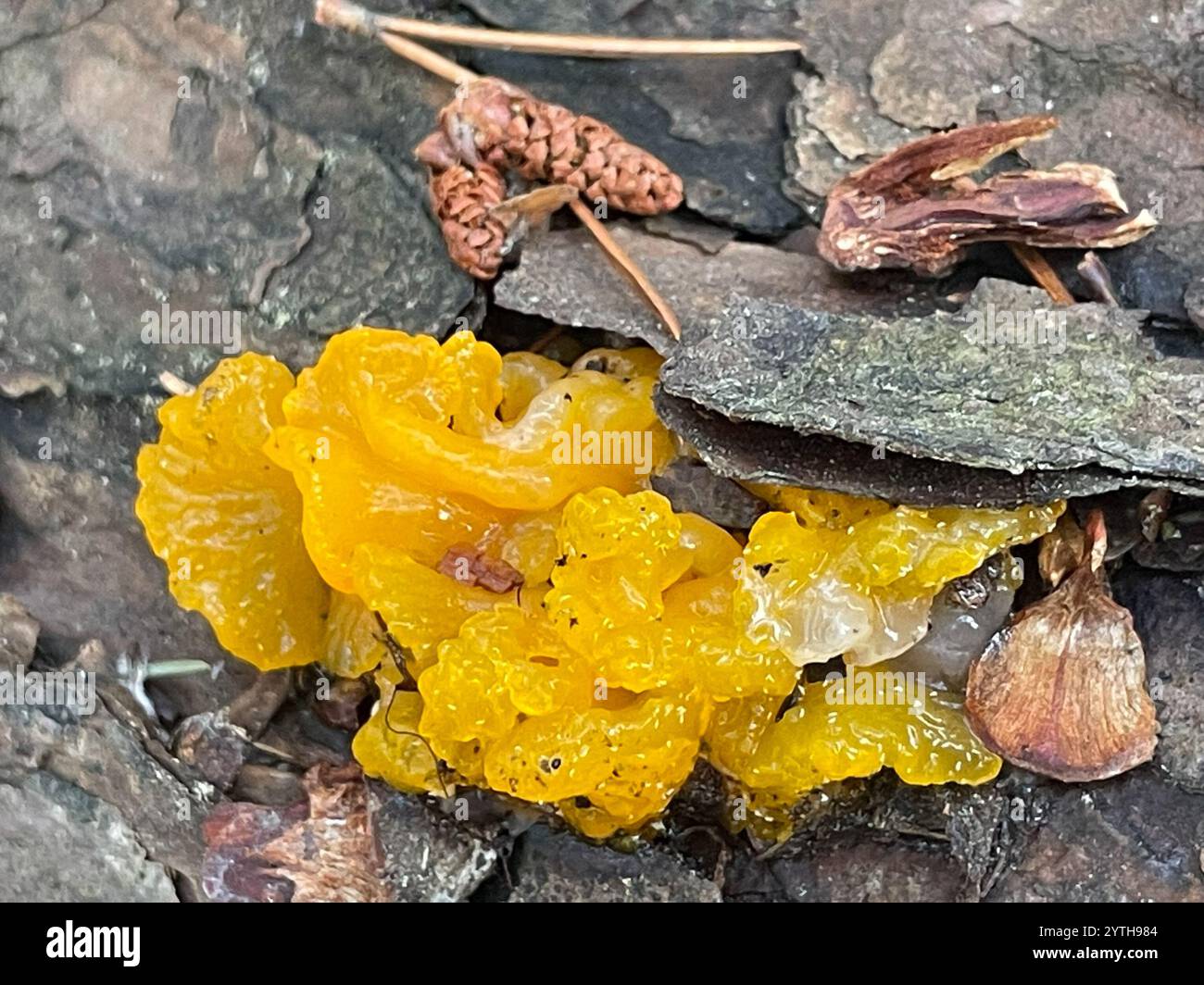 Higher basidiomycetes hi-res stock photography and images - Alamy