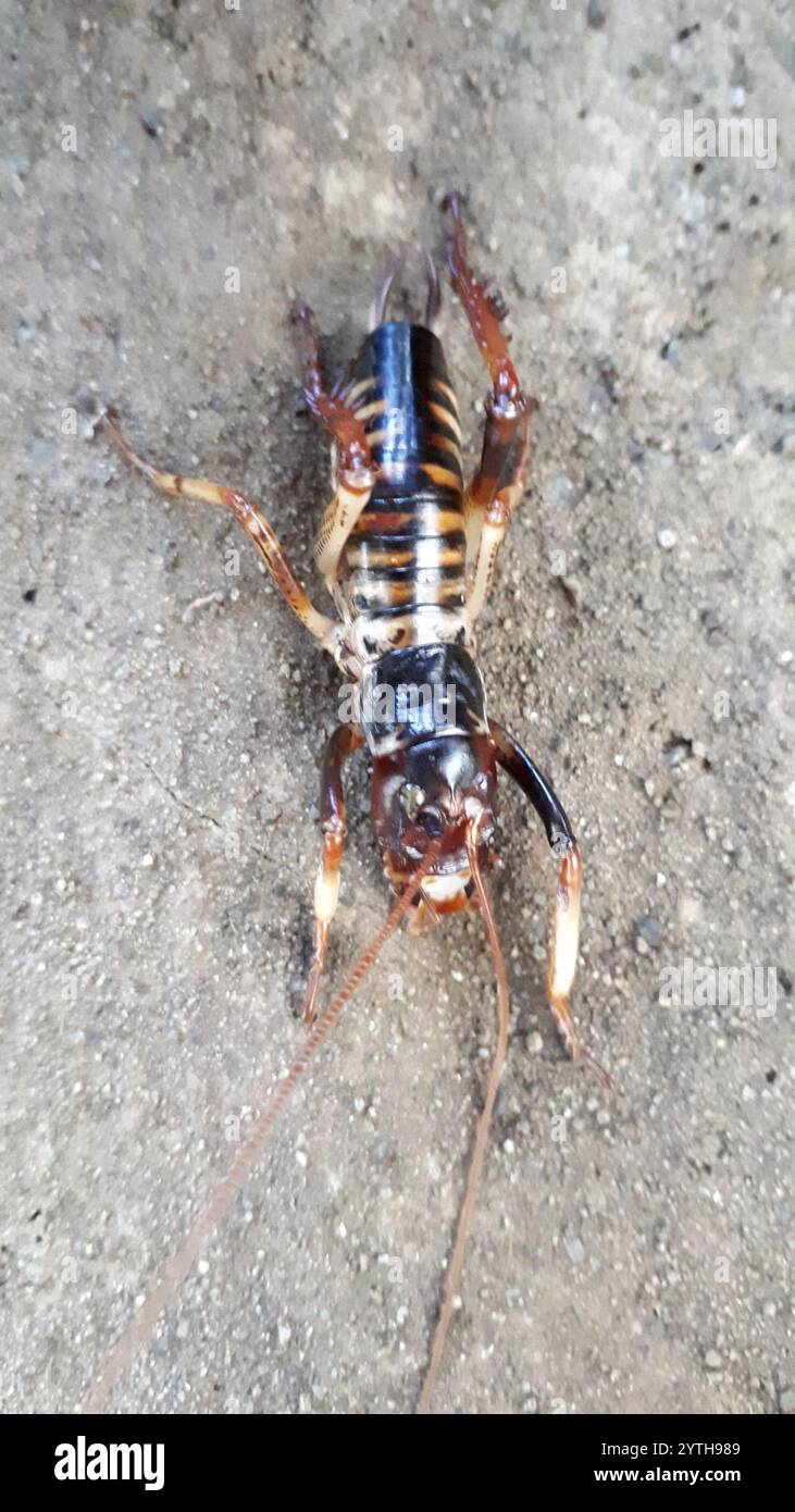 Wellington Tree Wētā (Hemideina crassidens Stock Photo - Alamy