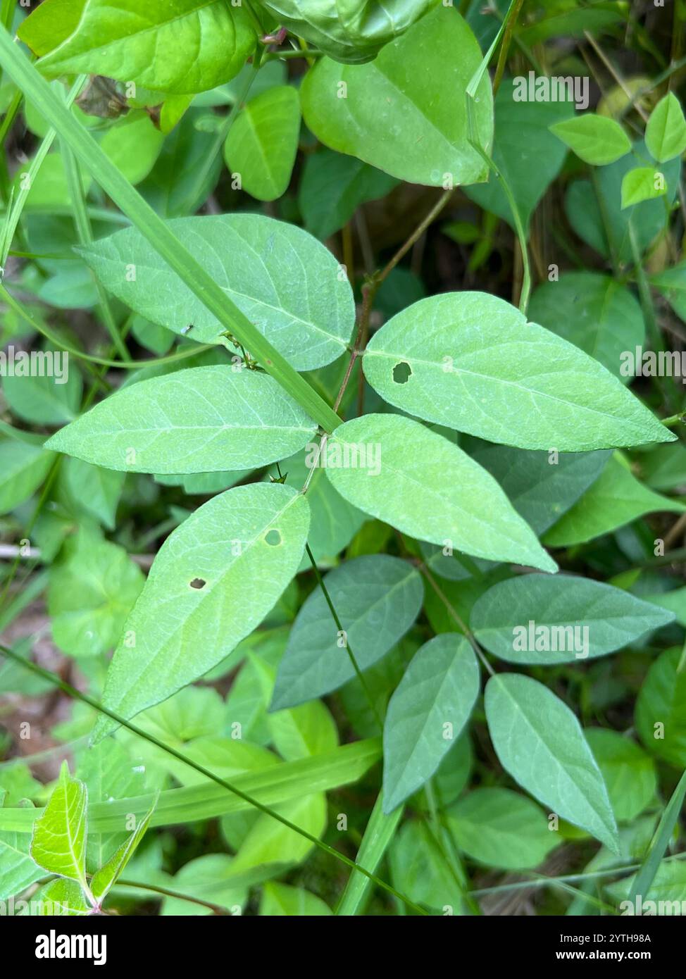 American groundnut (Apios americana Stock Photo - Alamy