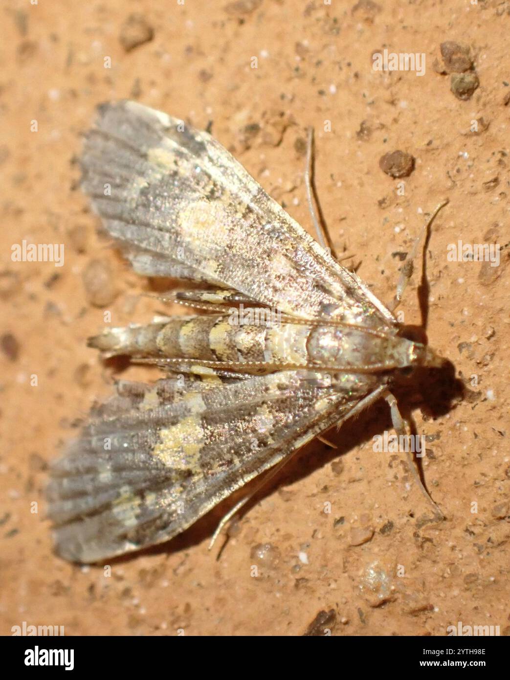 Yellow Blotched Pearl Moth (Eurrhyparodes bracteolalis Stock Photo - Alamy