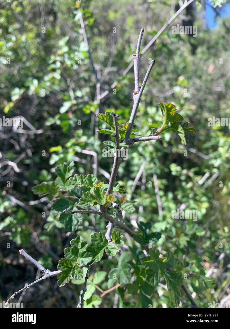 fragrant sumac (Rhus aromatica Stock Photo - Alamy