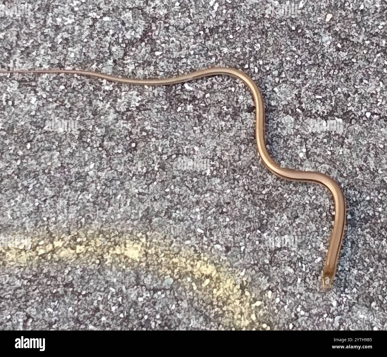 Eastern Glass Lizard (Ophisaurus ventralis Stock Photo - Alamy