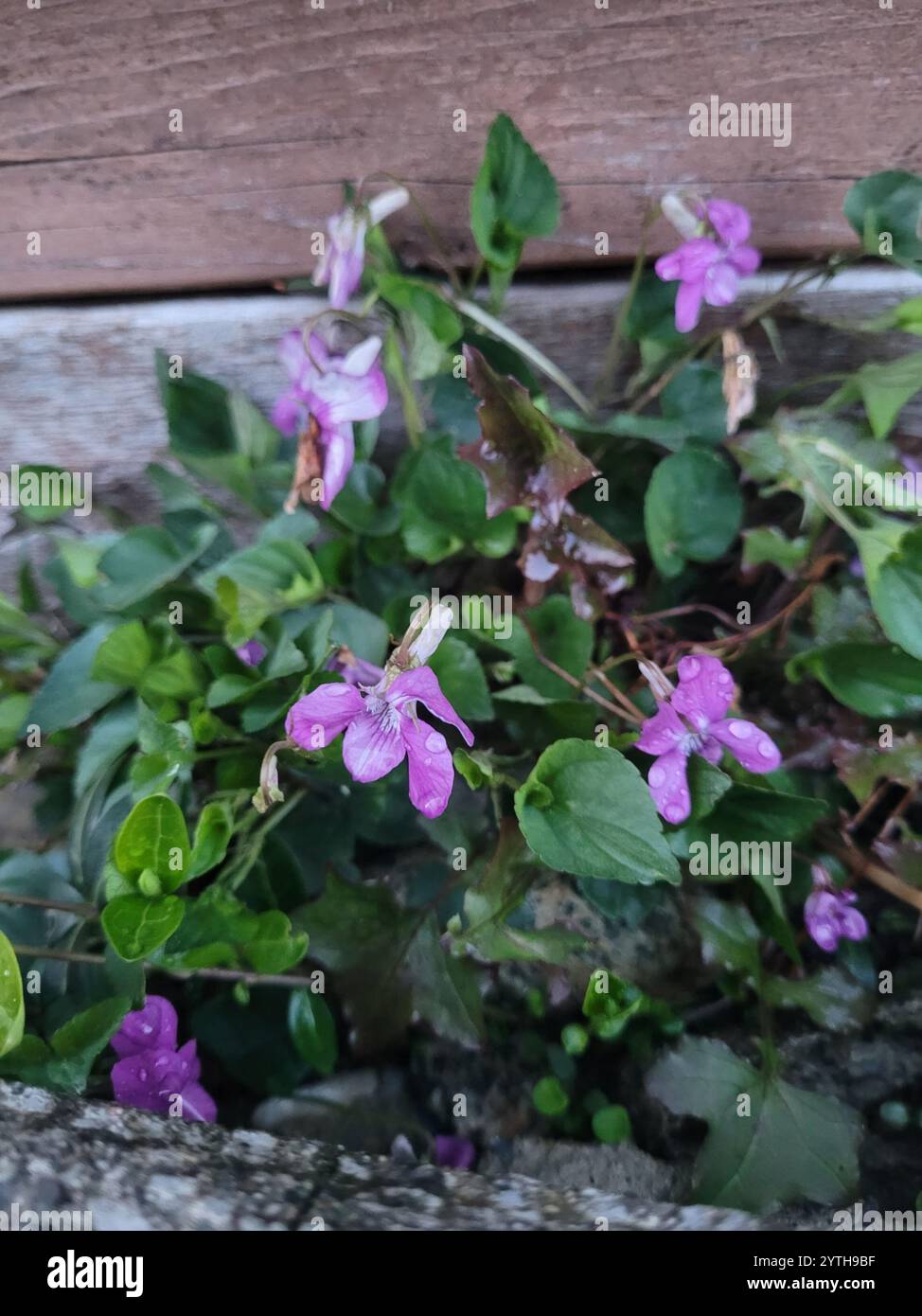 common dog-violet (Viola riviniana Stock Photo - Alamy