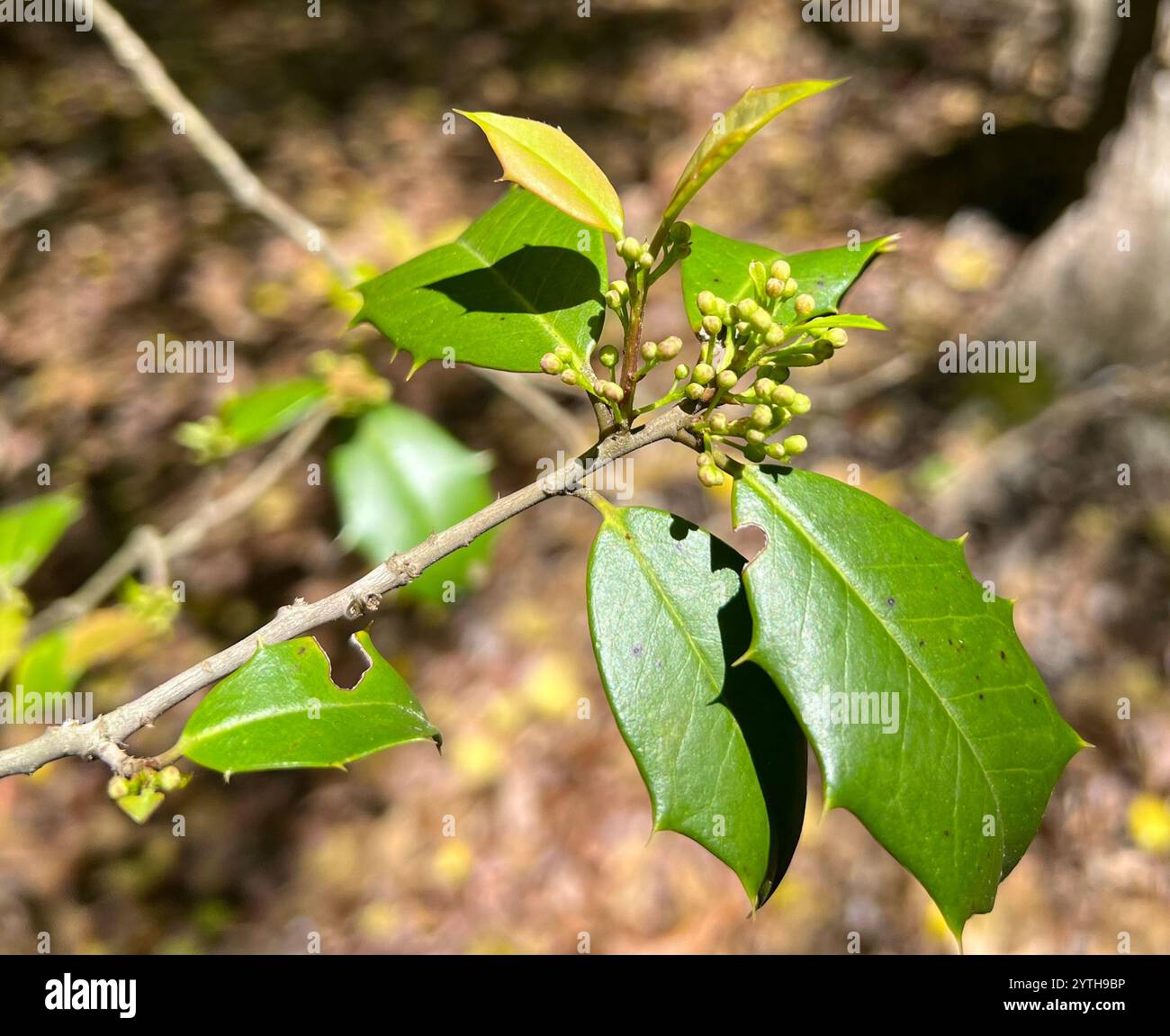 American holly (Ilex opaca Stock Photo - Alamy