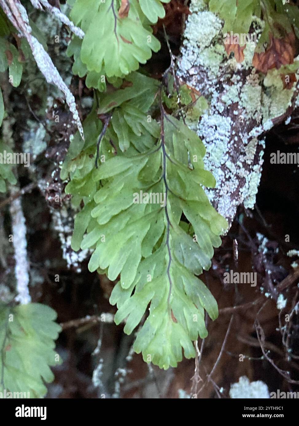 narrow filmy-fern (Hymenophyllum rarum Stock Photo - Alamy