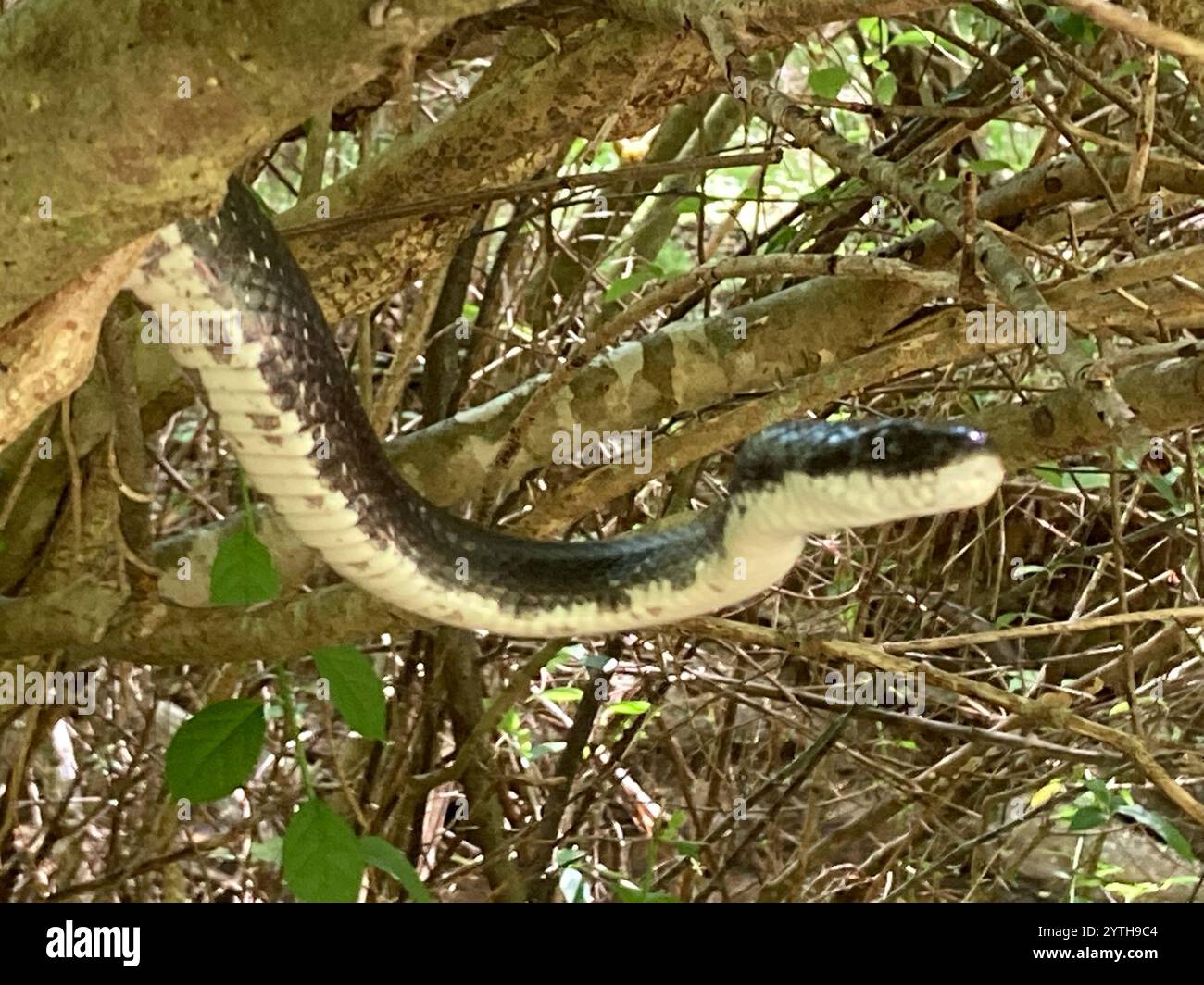 Eastern Ratsnake (Pantherophis alleghaniensis Stock Photo - Alamy