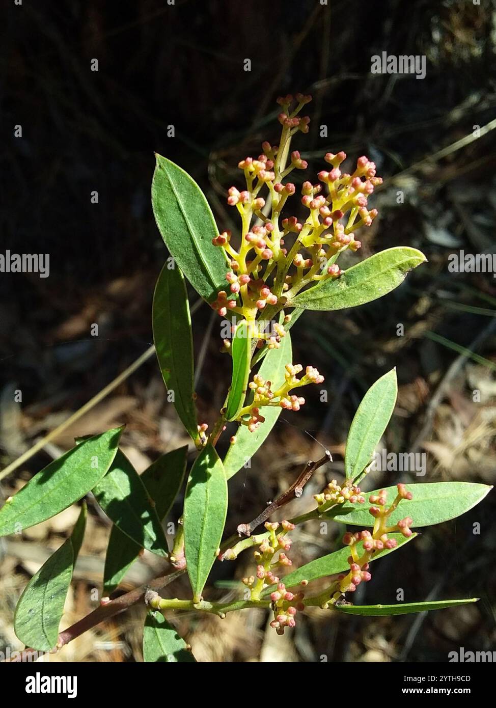 Myrtle Wattle (Acacia myrtifolia Stock Photo - Alamy