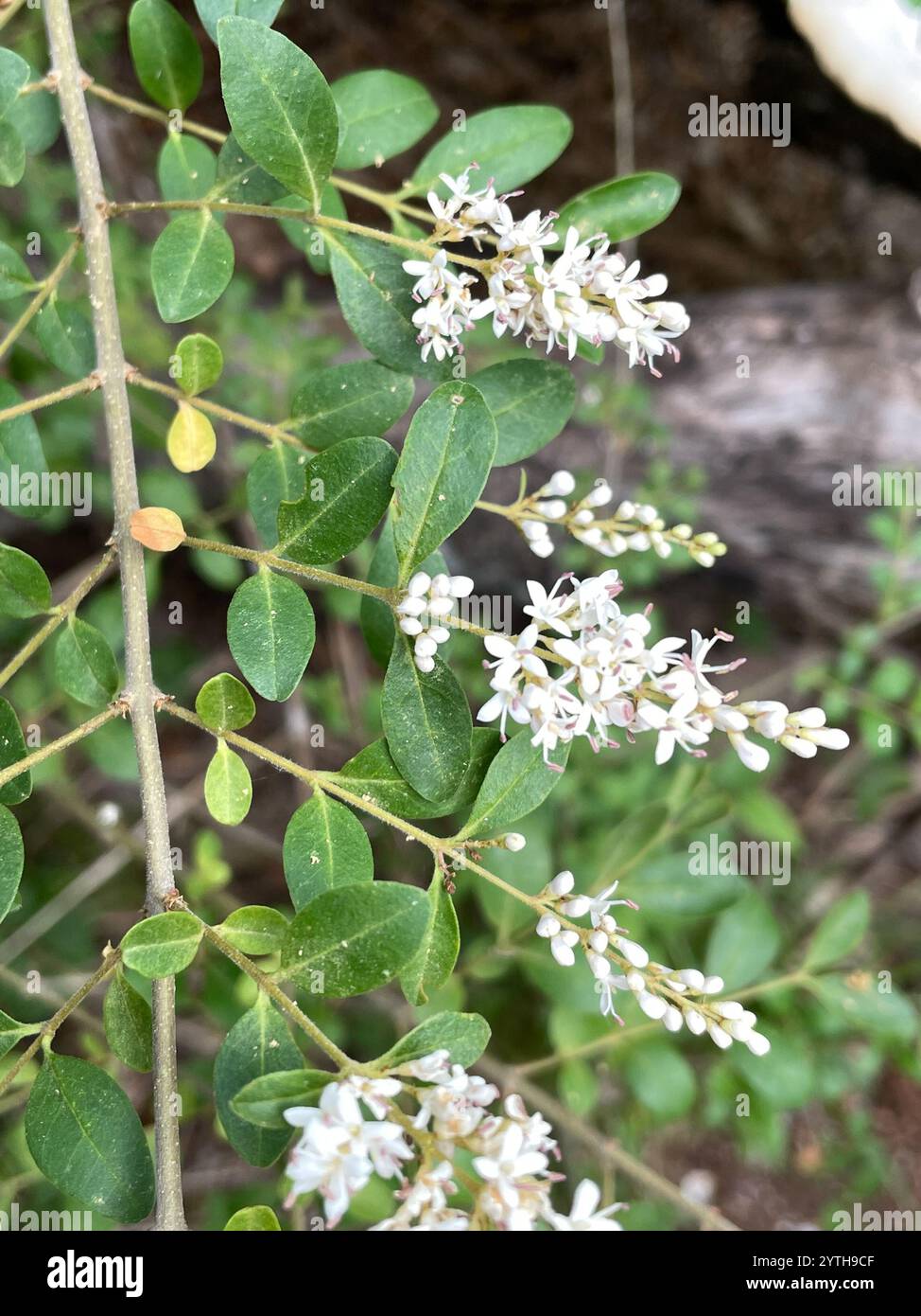 Chinese privet (Ligustrum sinense Stock Photo - Alamy