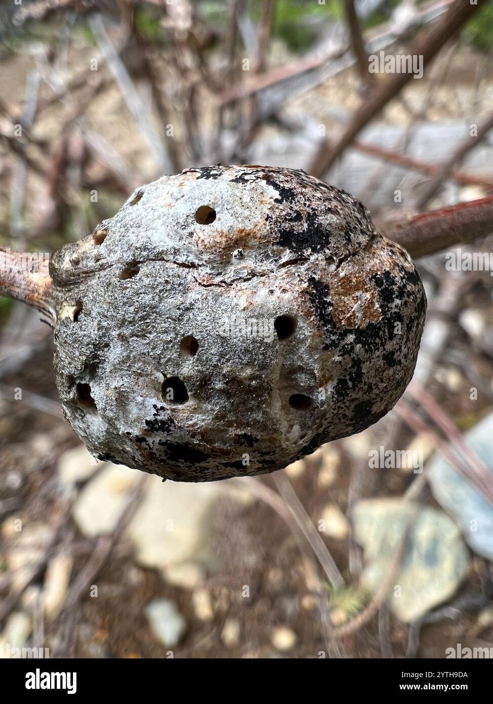 thimbleberry gallmaker (Diastrophus kincaidii Stock Photo - Alamy