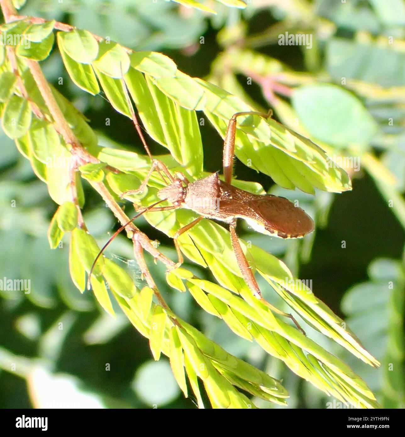 Riptortus hi-res stock photography and images - Alamy