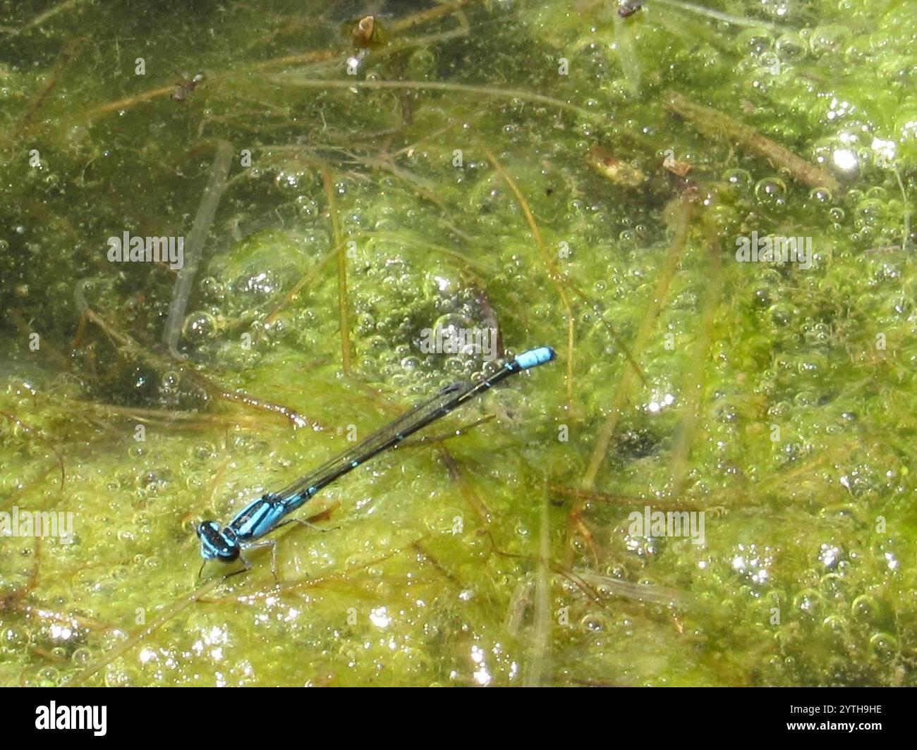 Geminatum hi-res stock photography and images - Alamy