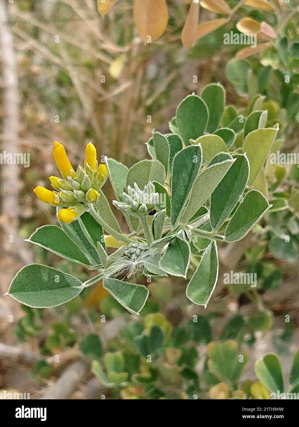 tree medick (Medicago arborea Stock Photo - Alamy