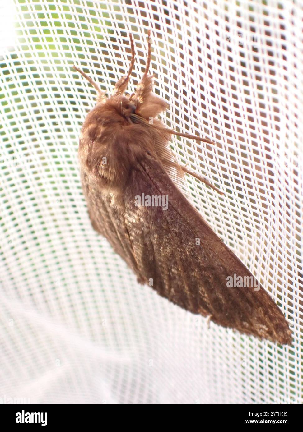 Clay Monkey (Phyllalia patens Stock Photo - Alamy