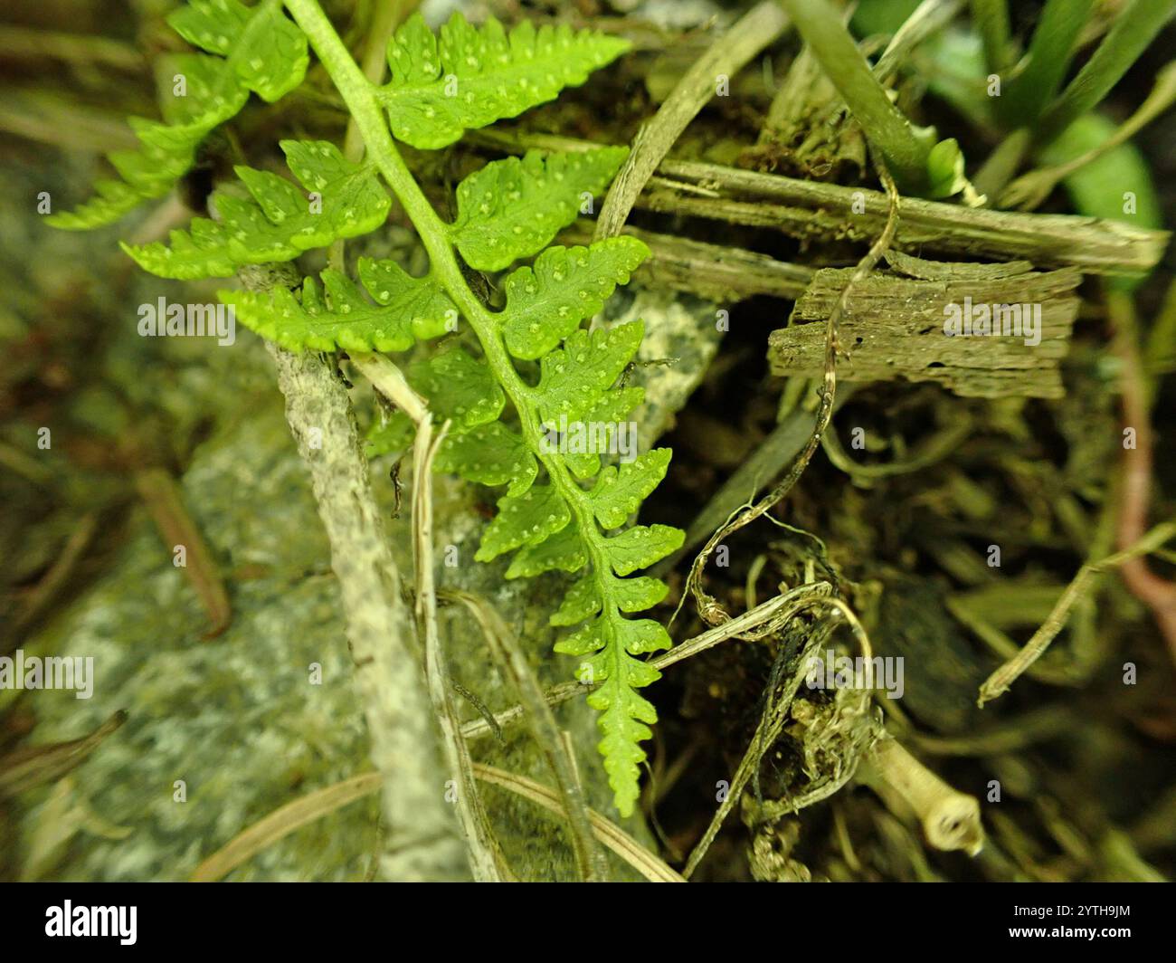 brittle bladderfern (Cystopteris fragilis Stock Photo - Alamy