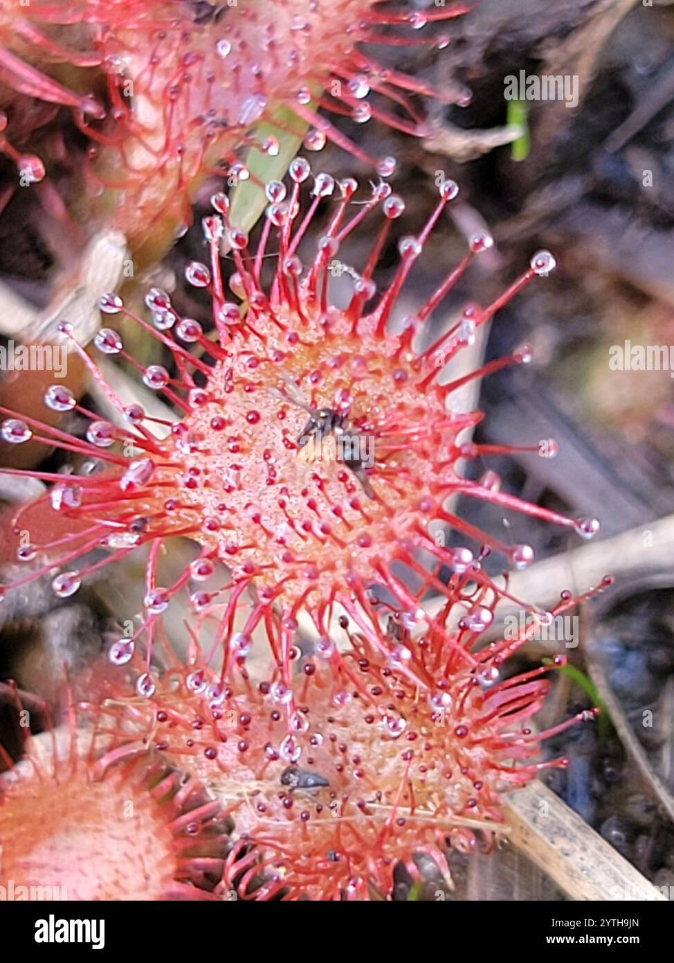 Pink Sundew (Drosera capillaris Stock Photo - Alamy