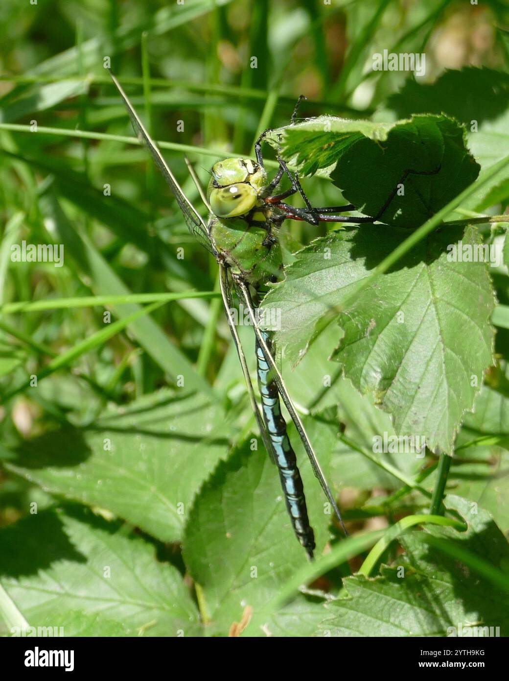 Blue Emperor (Anax imperator Stock Photo - Alamy