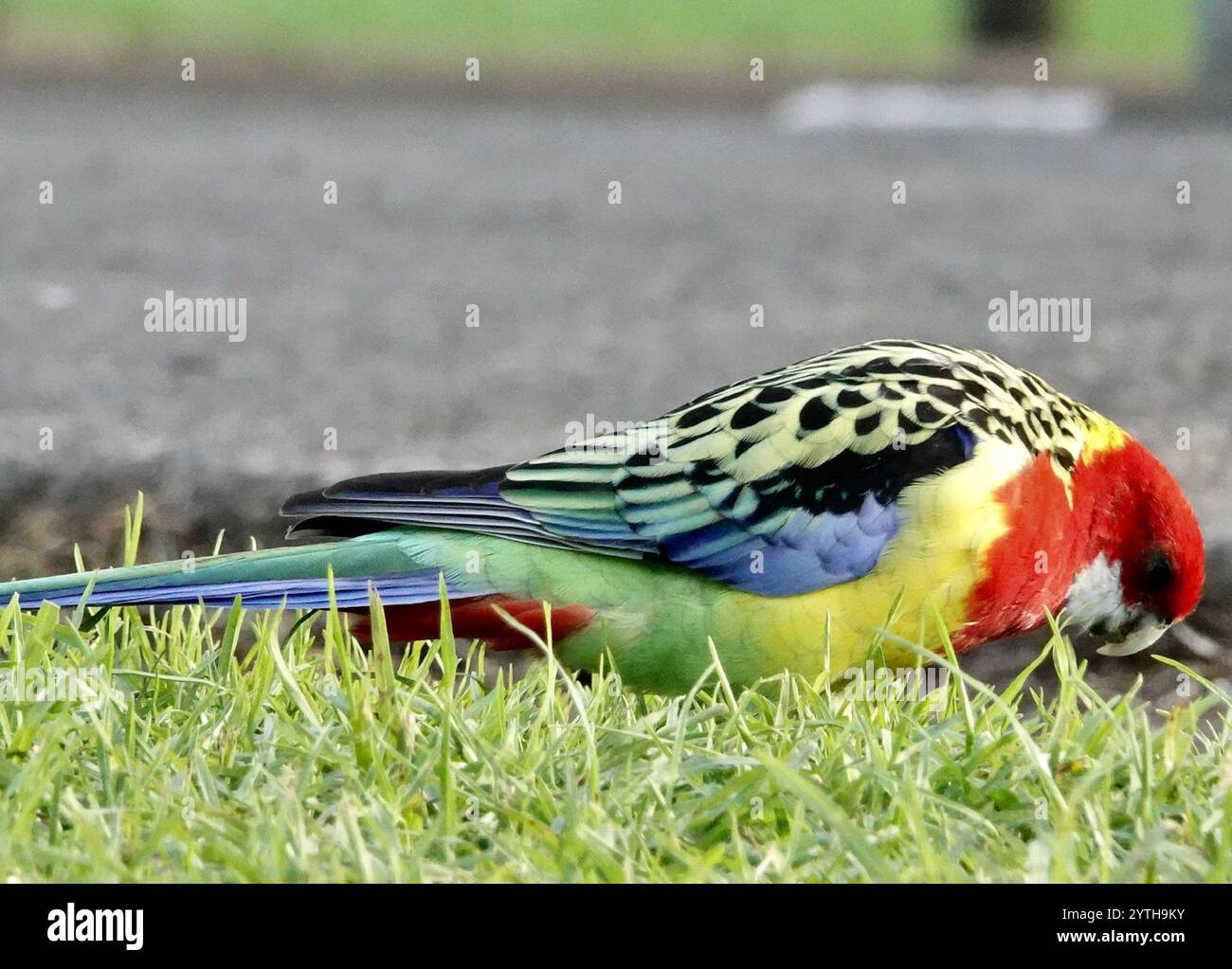 Southeast Eastern Rosella (Platycercus eximius eximius Stock Photo - Alamy