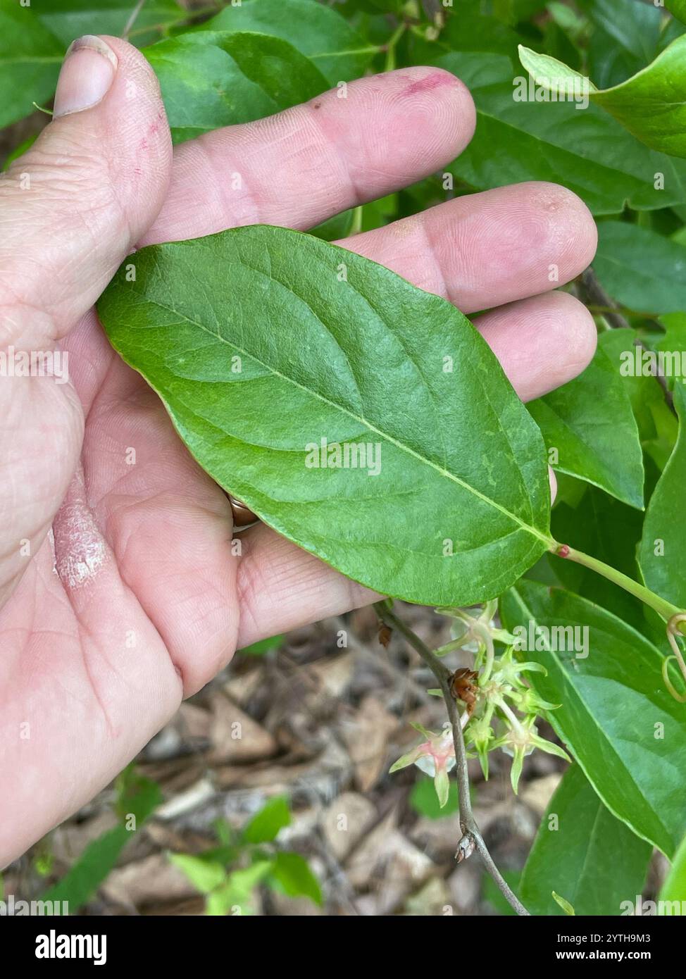 staggerbush (Lyonia mariana Stock Photo - Alamy